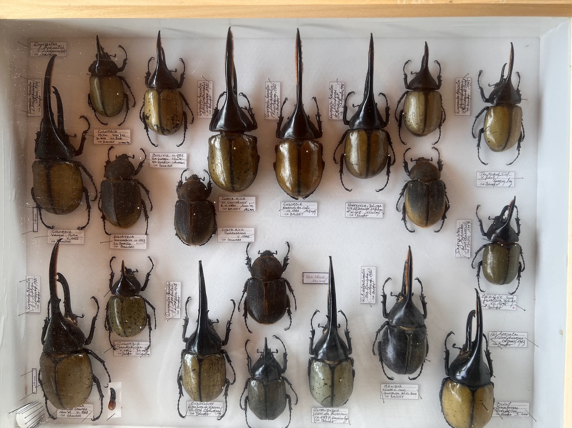Cerambycoidea Forum - Dynastinae Collection of Henri Michel BAUDET