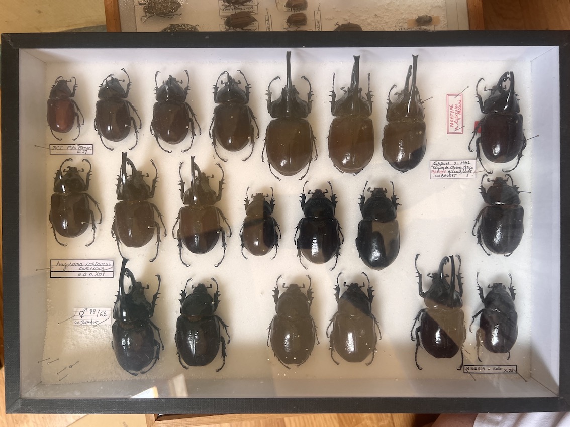 Cerambycoidea Forum - Dynastinae Collection of Henri Michel BAUDET