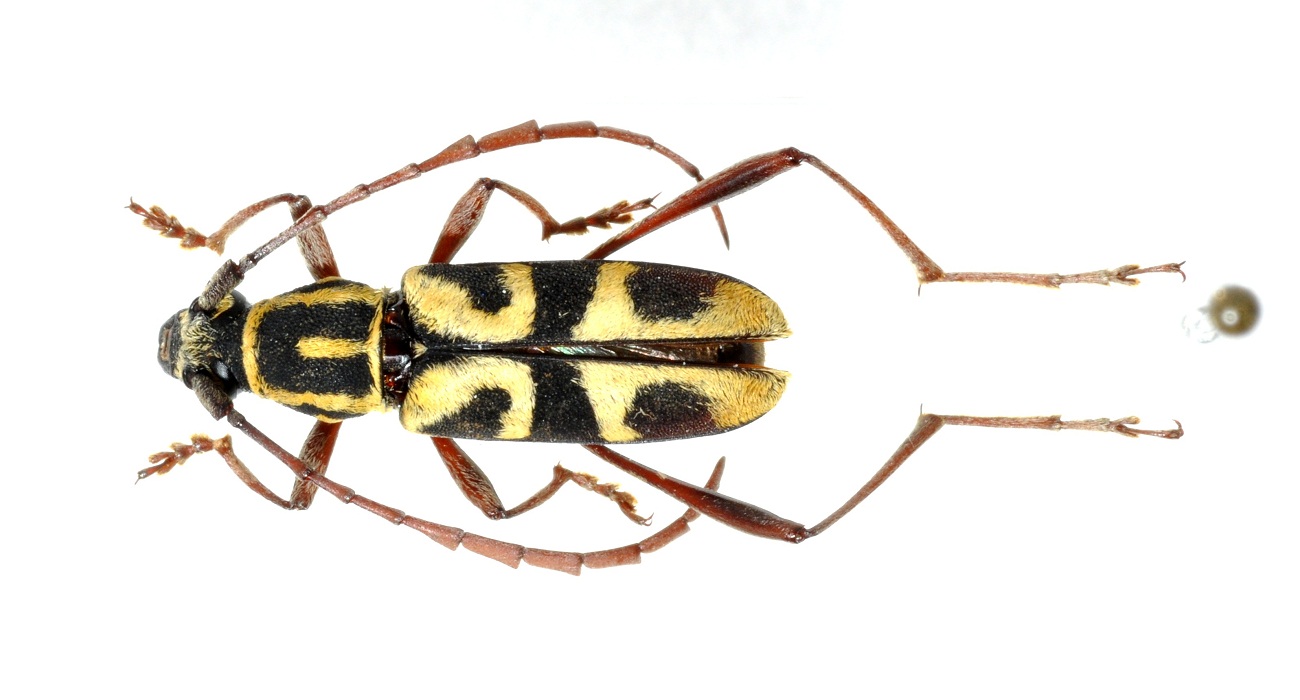 Cerambycoidea Forum - Vietnam: Prothema similis