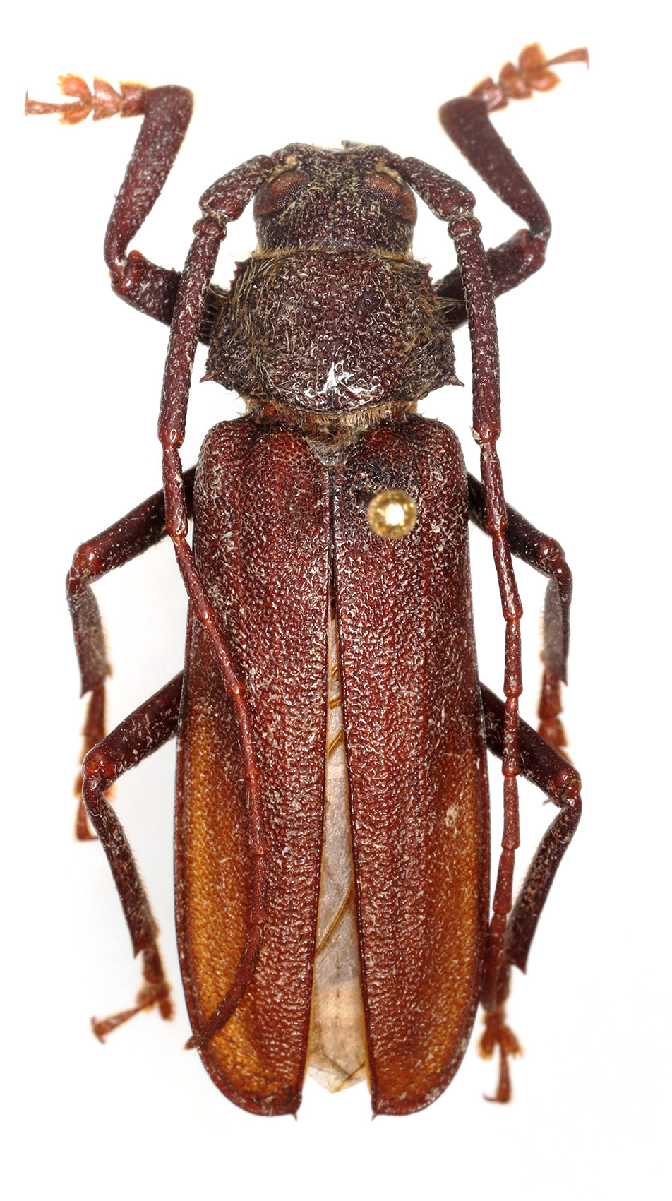 Cerambycoidea Forum - South Africa: Phlyctenosis micros ♂