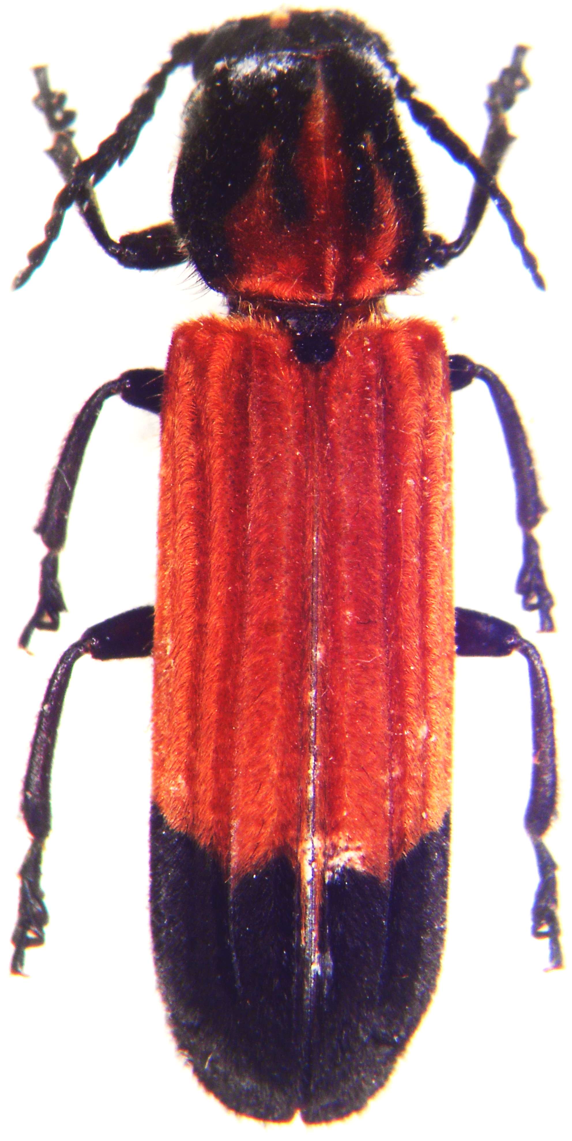 Cerambycoidea Forum - Borneo: Tenerus diversithorax (Cleridae)