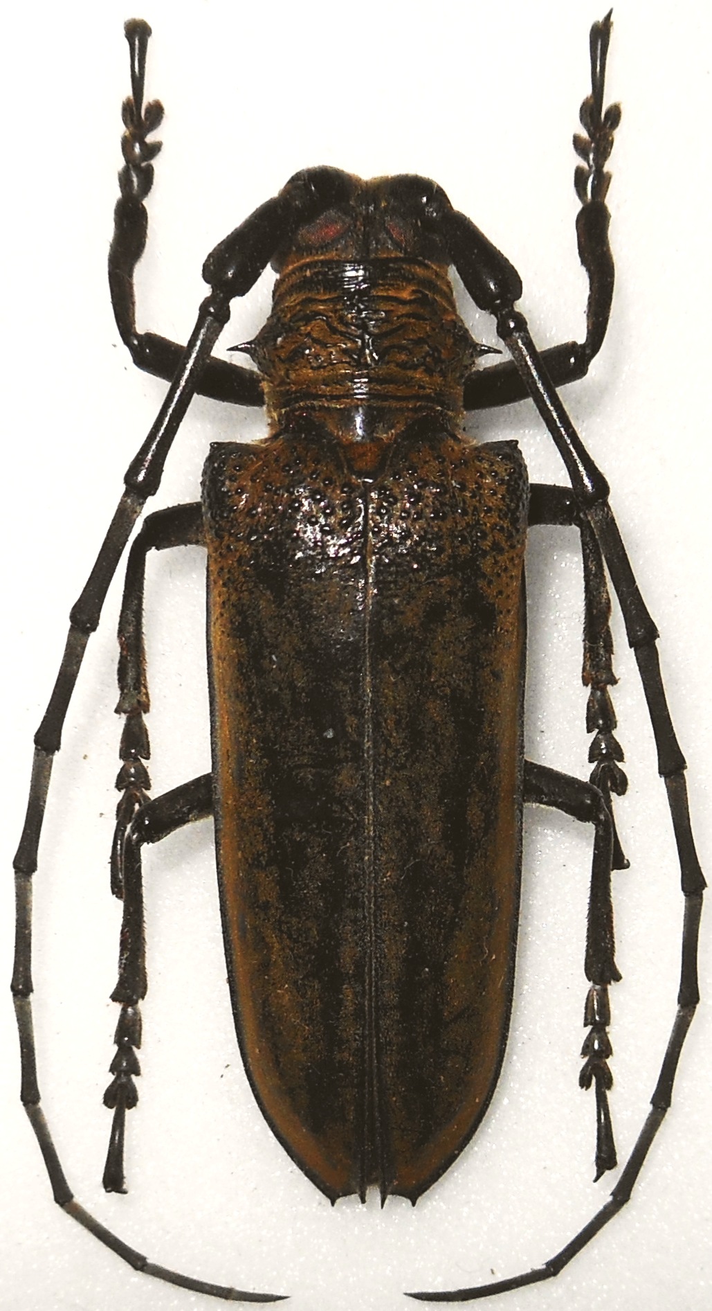 Cerambycoidea Forum - Vietnam: Apriona germari parvigranula