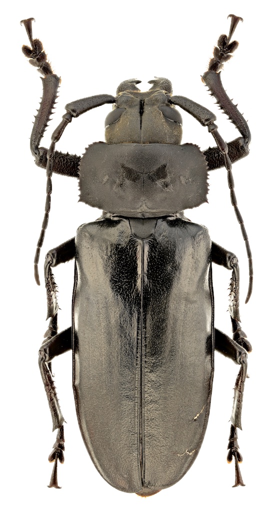 Cerambycoidea Forum - Java: Rhaphipodus suturalis