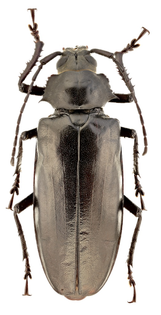 Cerambycoidea Forum - Java: Rhaphipodus suturalis