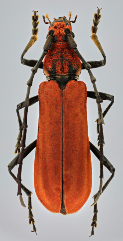 Cerambycoidea Forum - Cambodia: Gibbocerambyx purpureus
