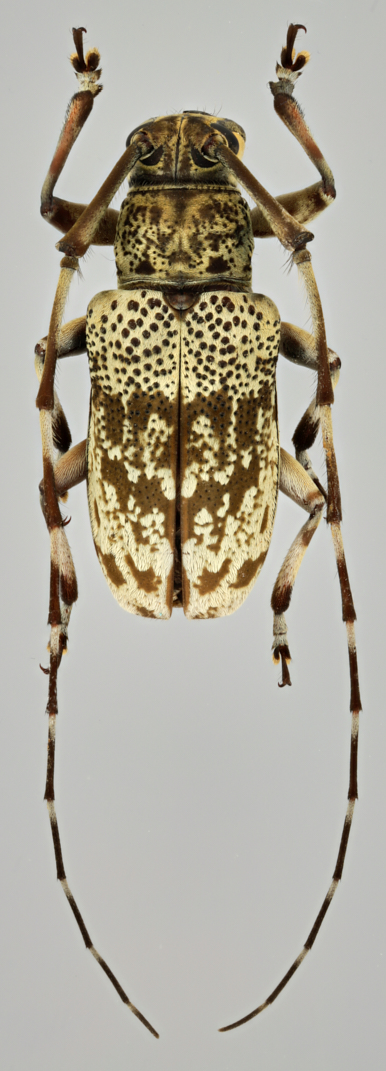 Cerambycoidea Forum - Sumatra: Anancylus (Paranancylus) griseatus