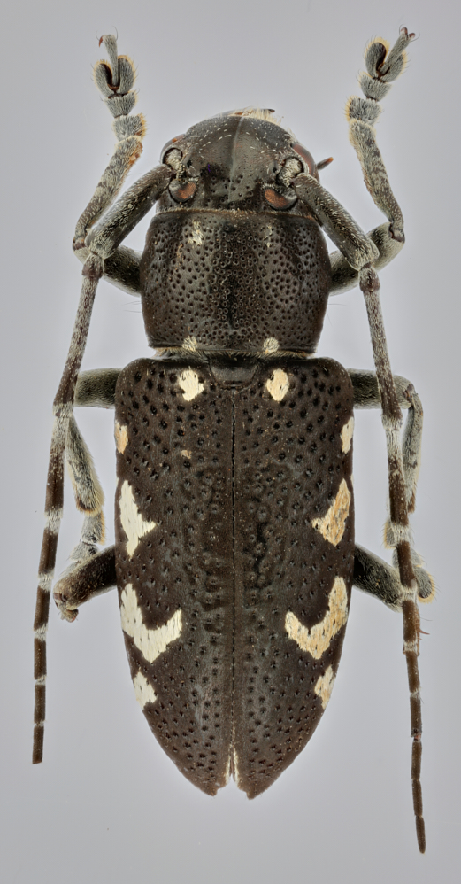 Cerambycoidea Forum - Thailand: Pterolophia (Lychrosis) zebrina