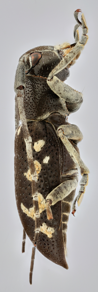 Cerambycoidea Forum - Thailand: Pterolophia (Lychrosis) zebrina