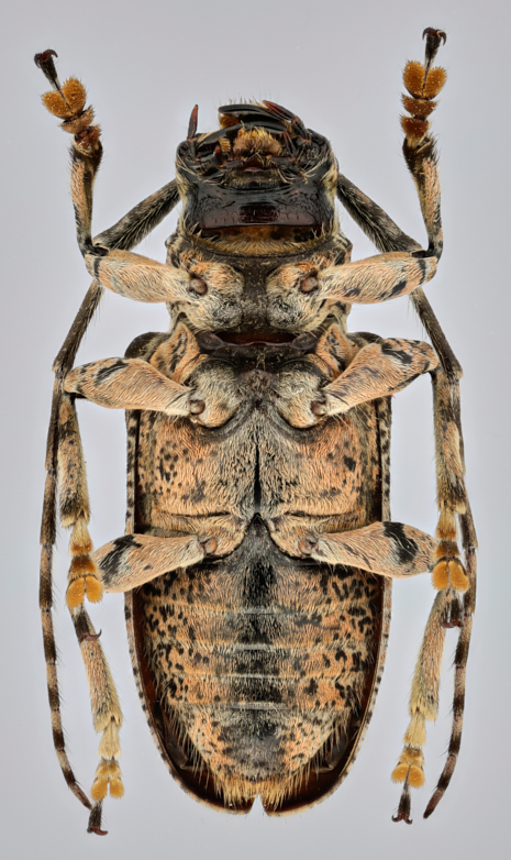 Cerambycoidea Forum - Taiwan: Coptops japonicus