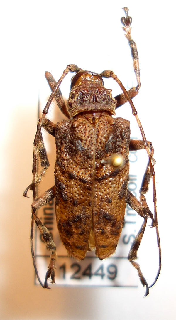 Cerambycoidea Forum - China: Moechotypa coomani