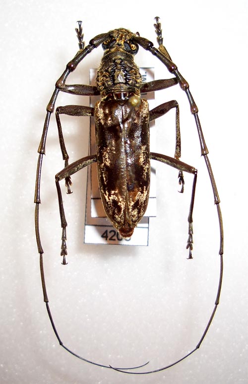 Cerambycoidea Forum - Indonesia: Aeolesthes