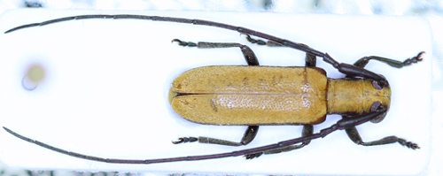 Cerambycoidea Forum - Myanmar: Eunidia lateralis
