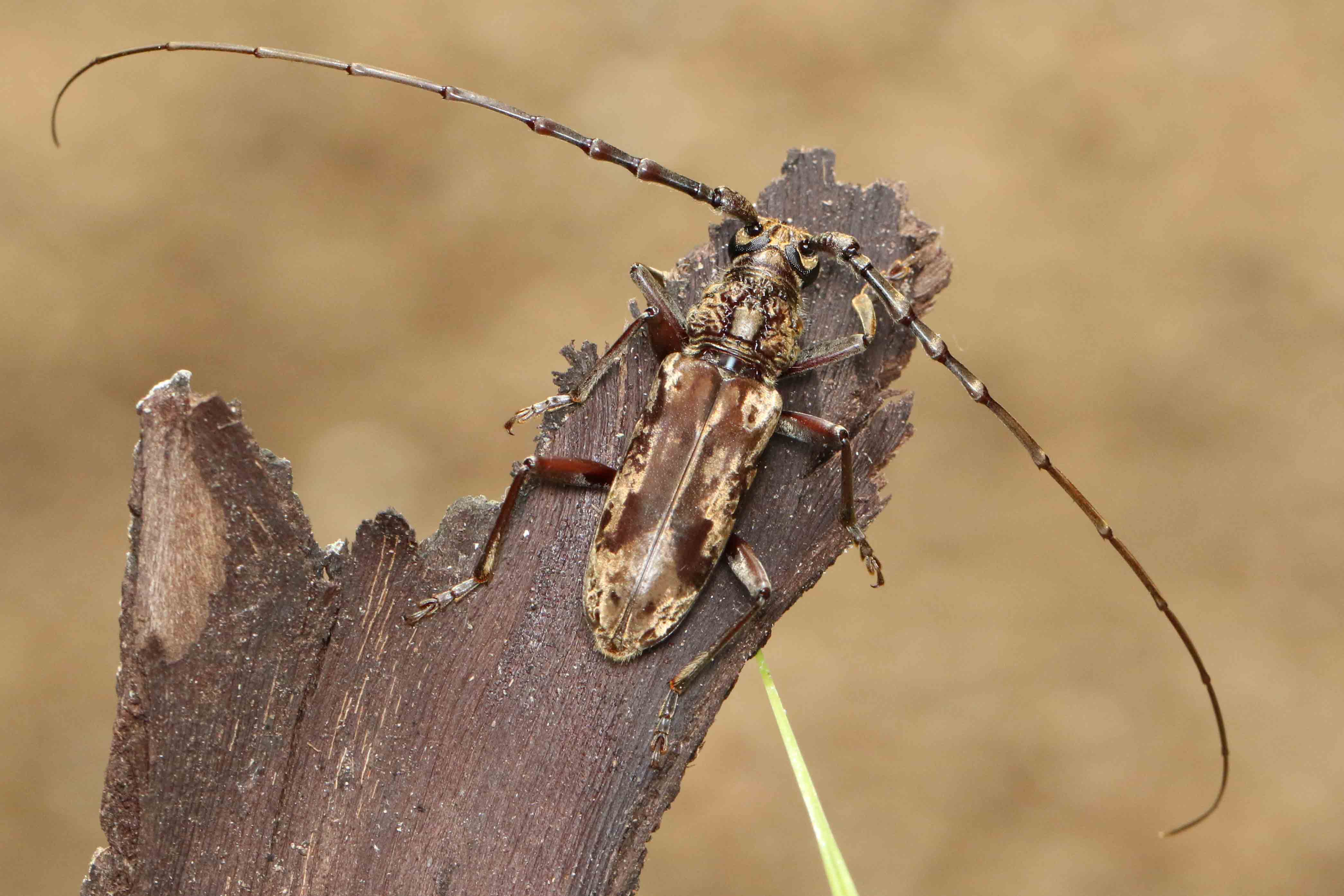Cerambycoidea Forum - Sri Lanka: Trirachys indutus?