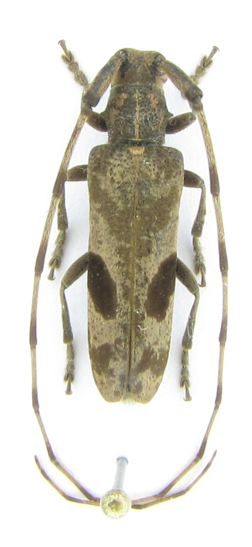 Cerambycoidea Forum - China, Uraecha: obliquefasciata vs. angusta