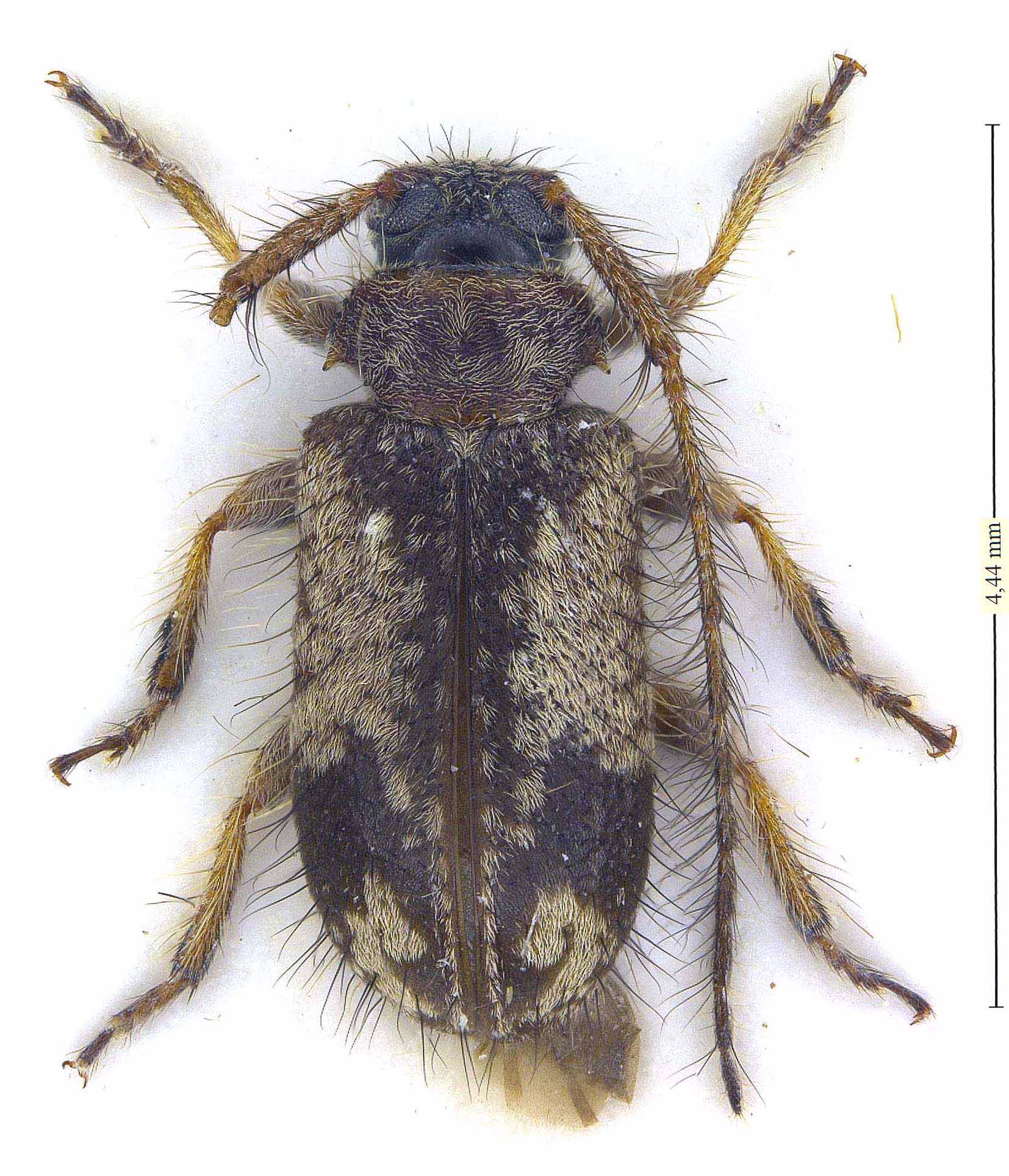 Cerambycoidea Forum - Sri Lanka: Exocentrus (Pseudocentrus) pubescens