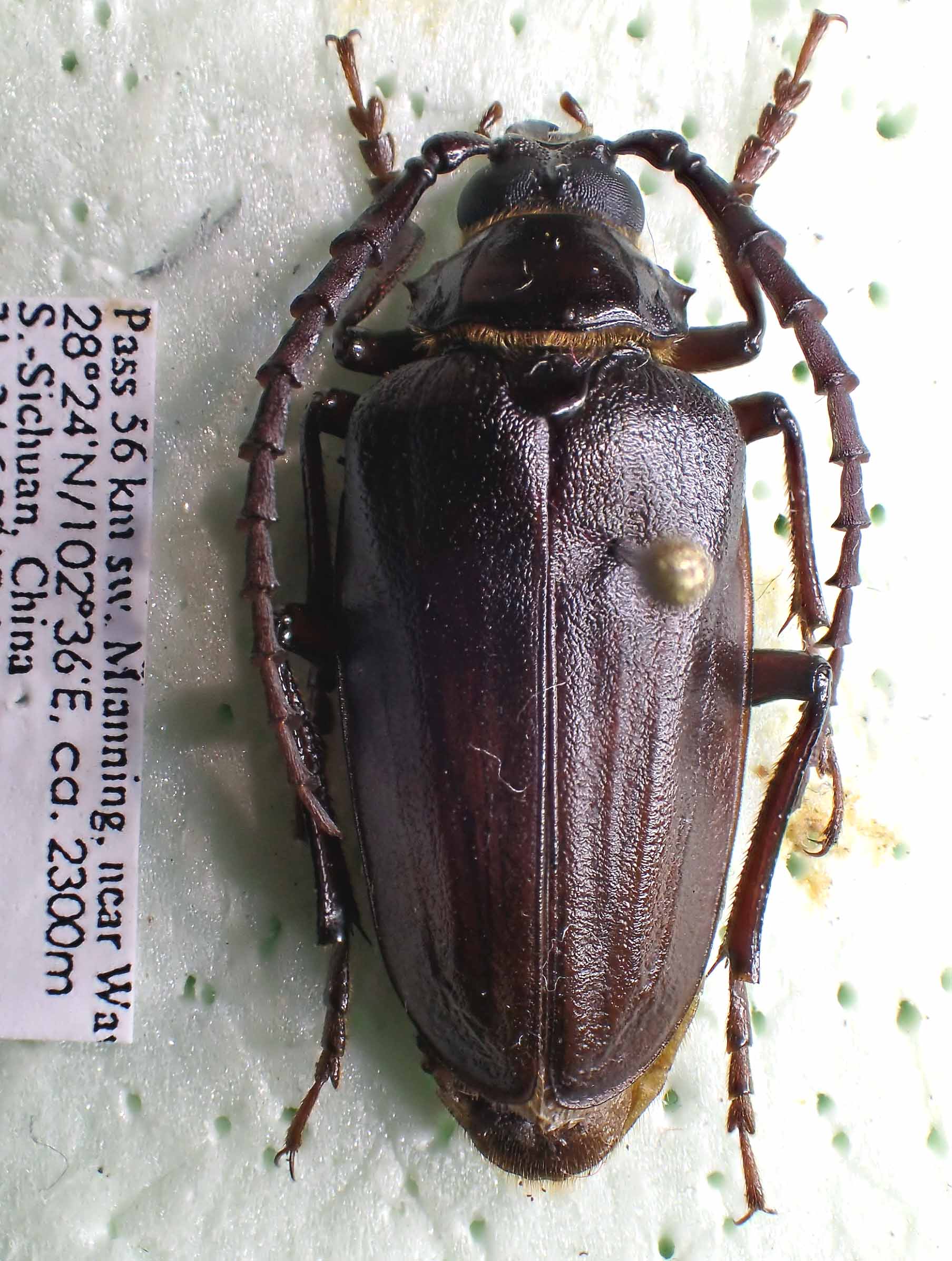 Cerambycoidea Forum - China, Prionus galantiorum