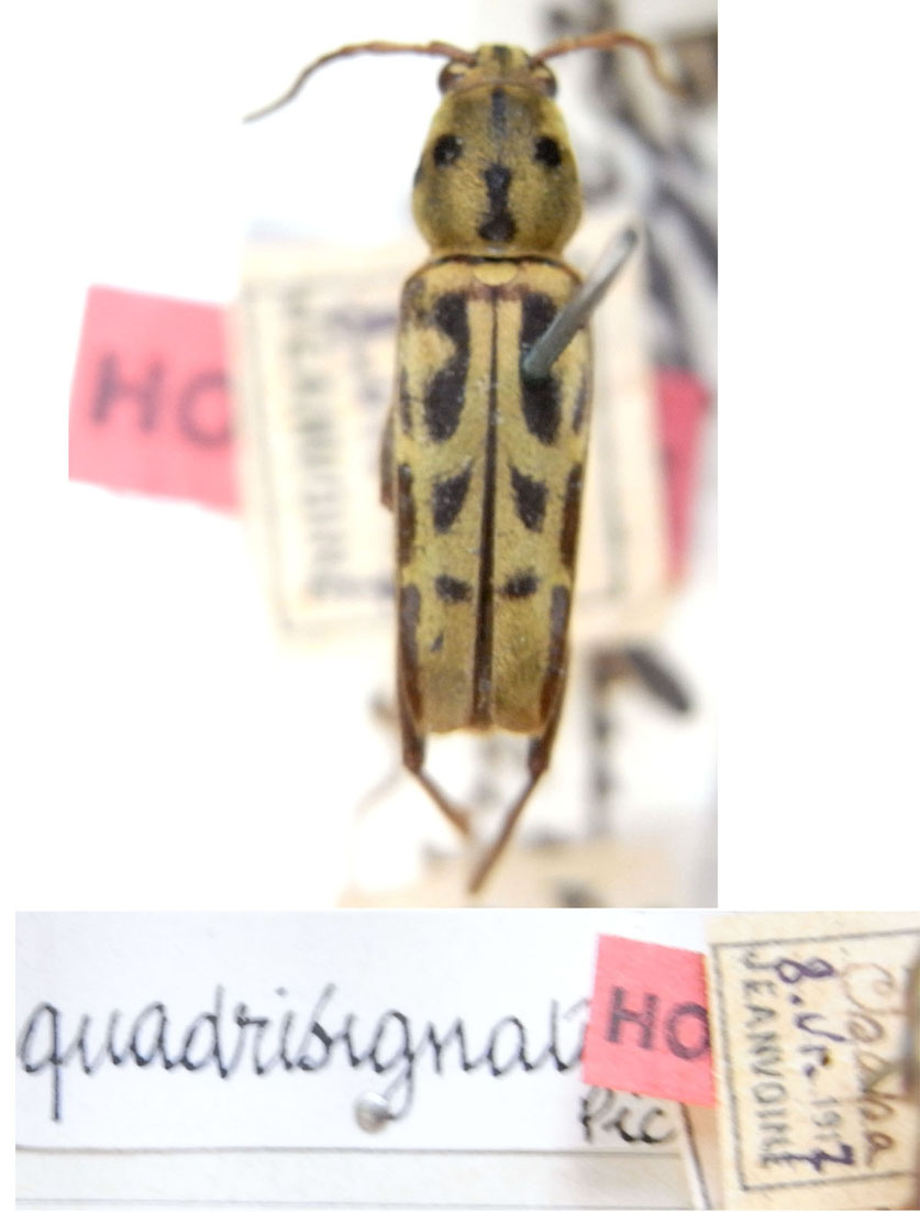 Cerambycoidea Forum - Laos, Xylotrechus lateralis
