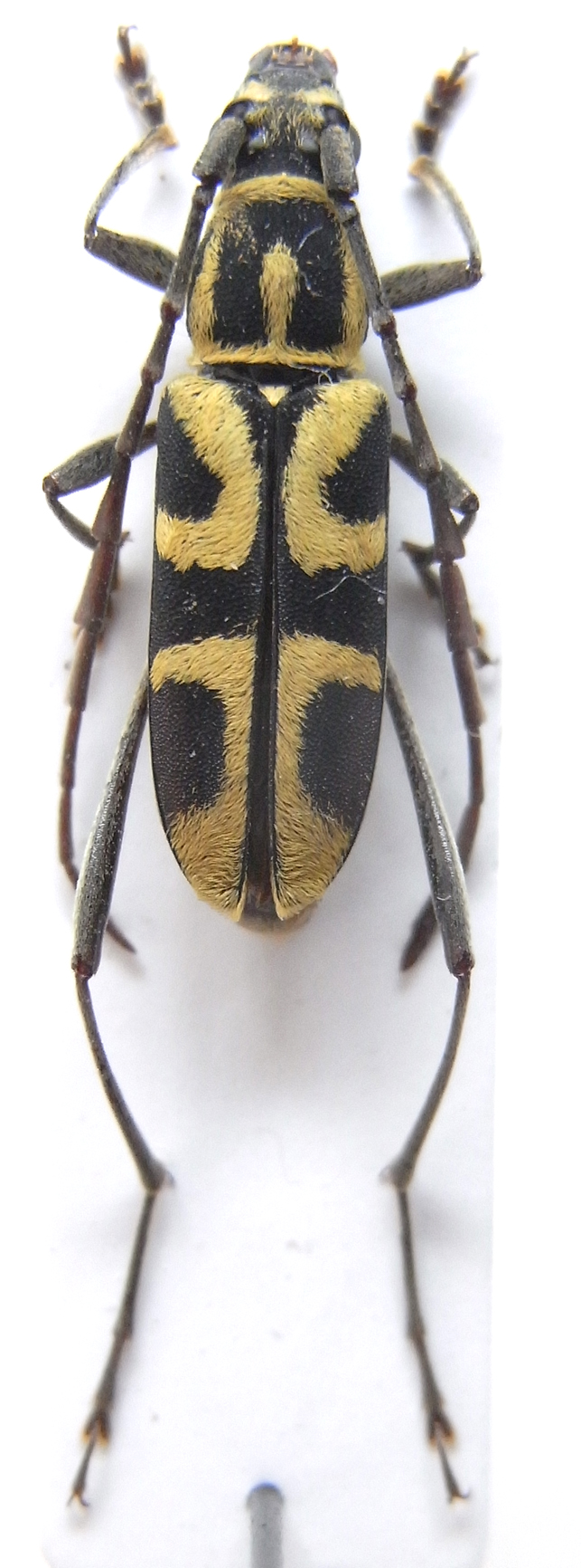 Cerambycoidea Forum - Vietnam: Prothema similis
