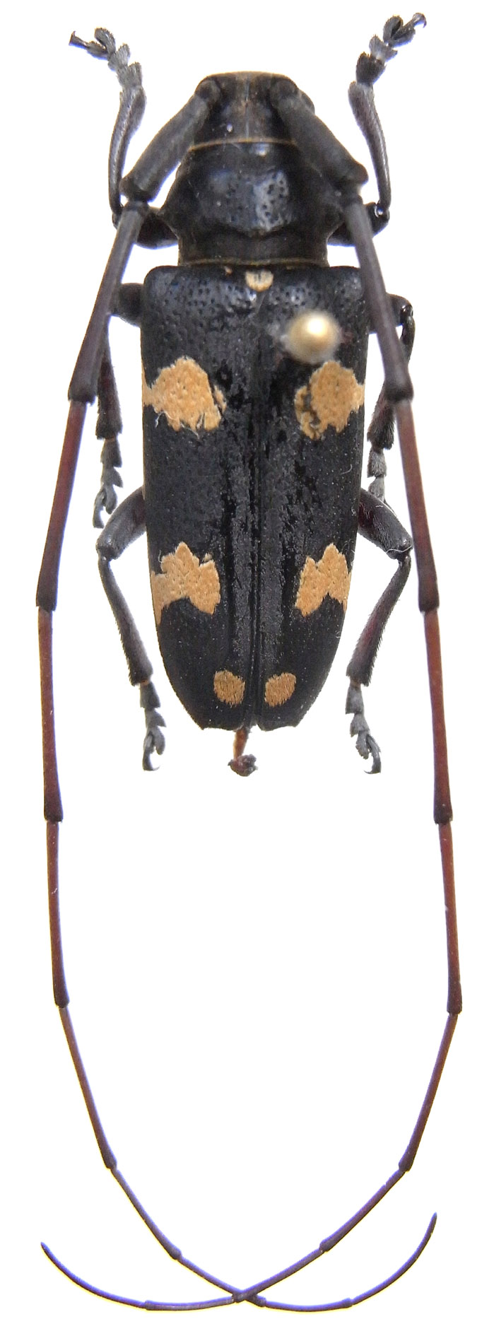 Cerambycoidea Forum - Laos: Cereopsius aureomaculatus