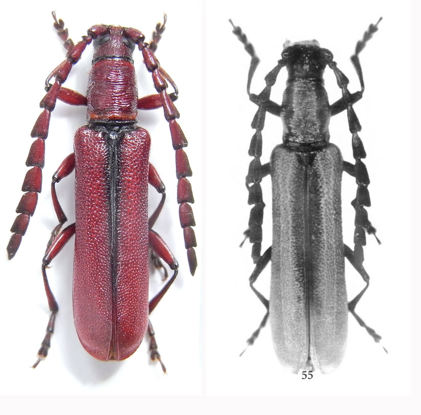 Cerambycoidea Forum - Laos: Pyrestes festus