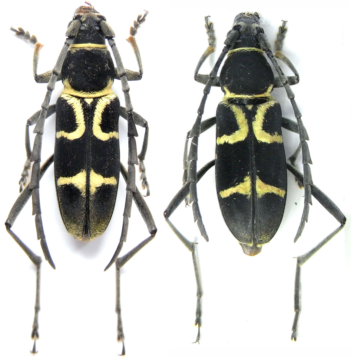 Cerambycoidea Forum - Laos: Prothema astutum vs coomani