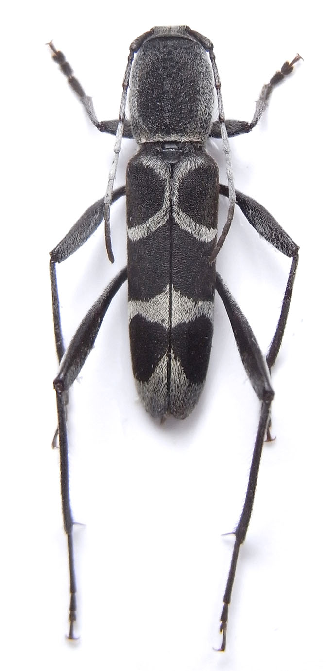 Cerambycoidea Forum - Laos, Perissus elongatus