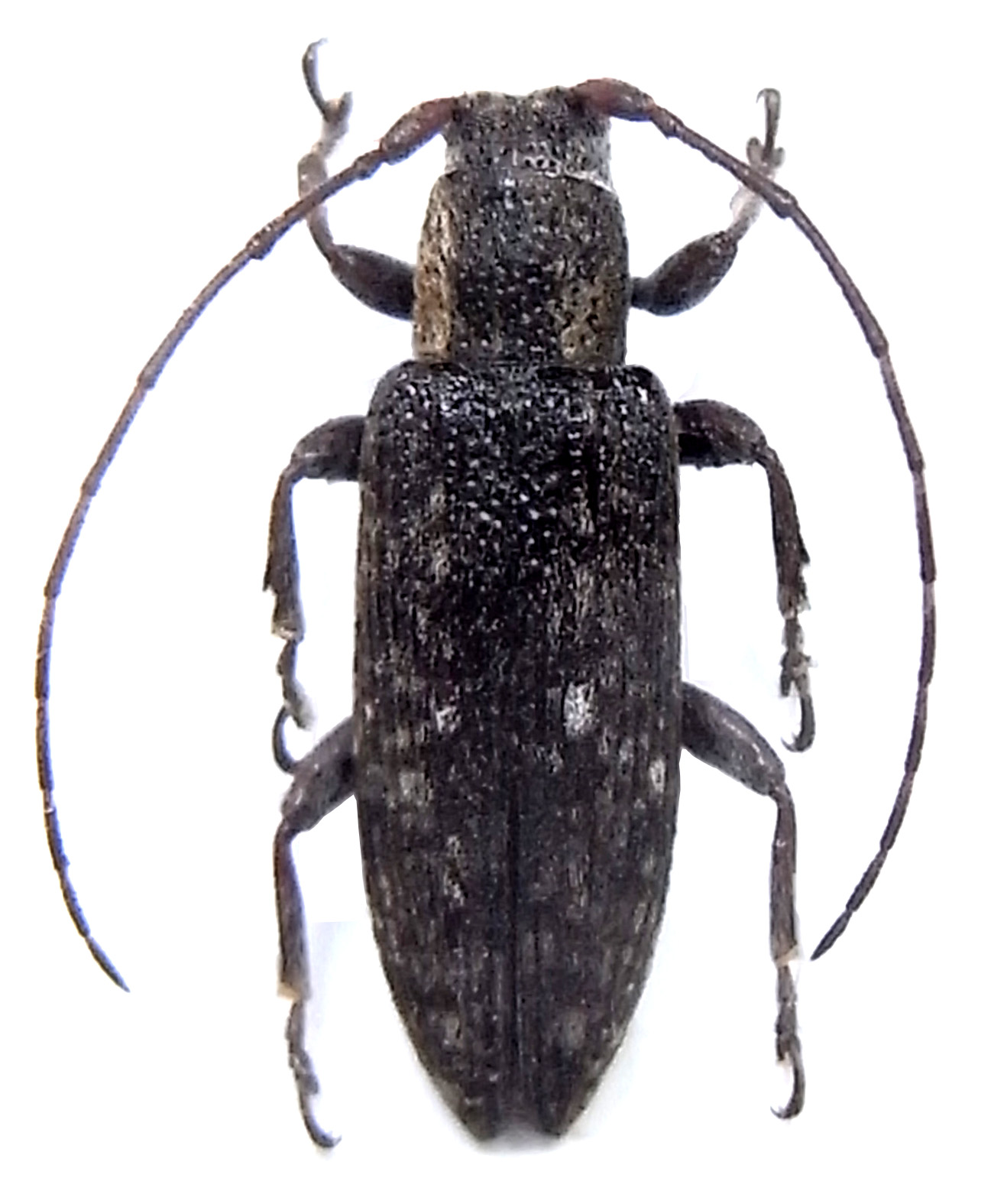 Cerambycoidea Forum - Philippines: Sybra