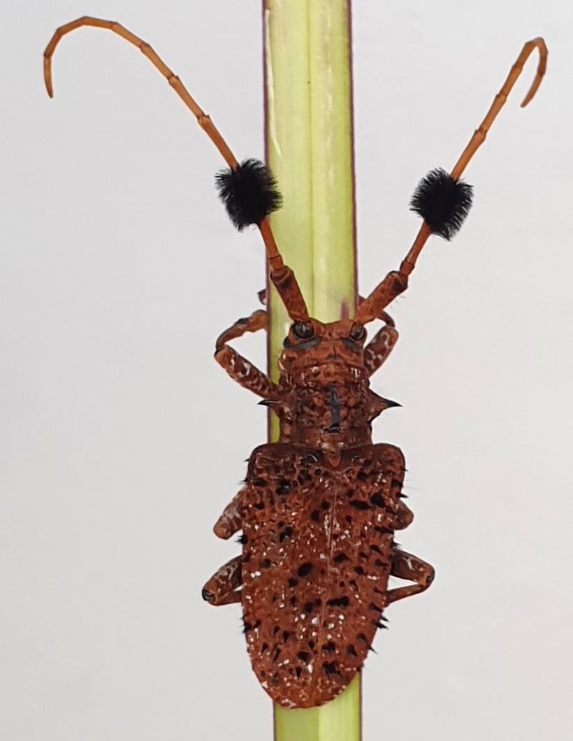 Cerambycoidea Forum - Thailand: Aristobia freneyi vs horridula