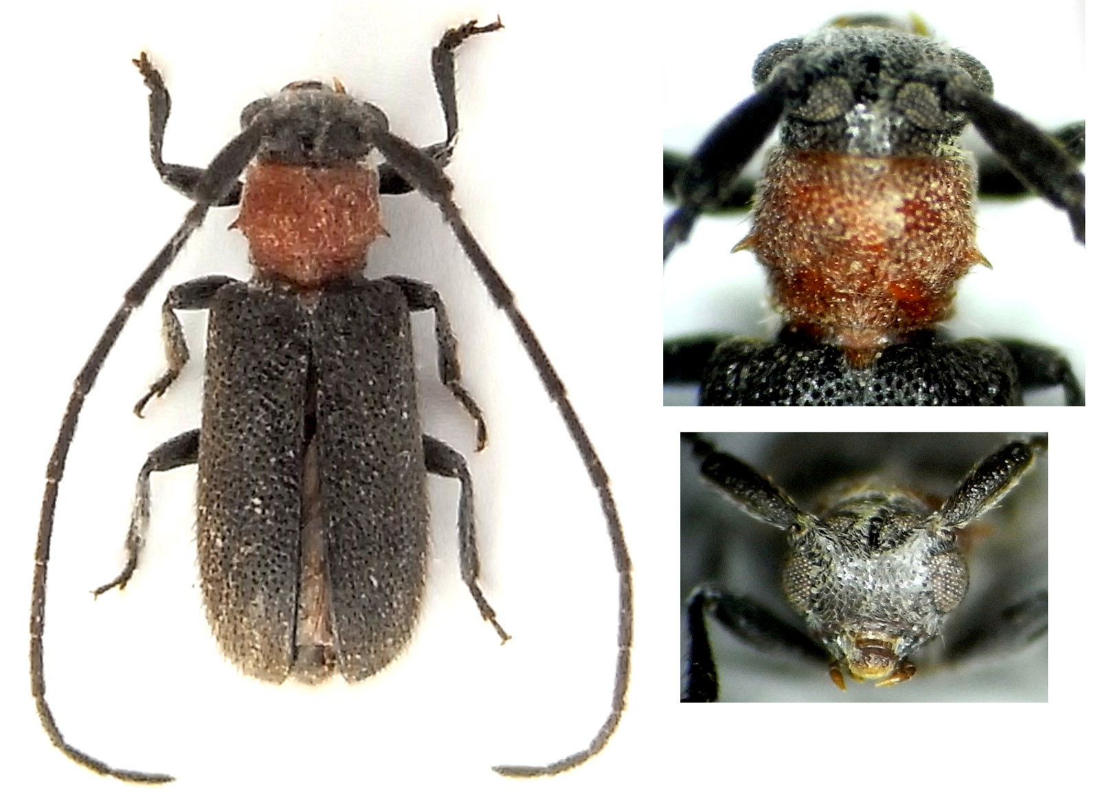 Cerambycoidea Forum - Laos: Falsoserixia rubrithorax