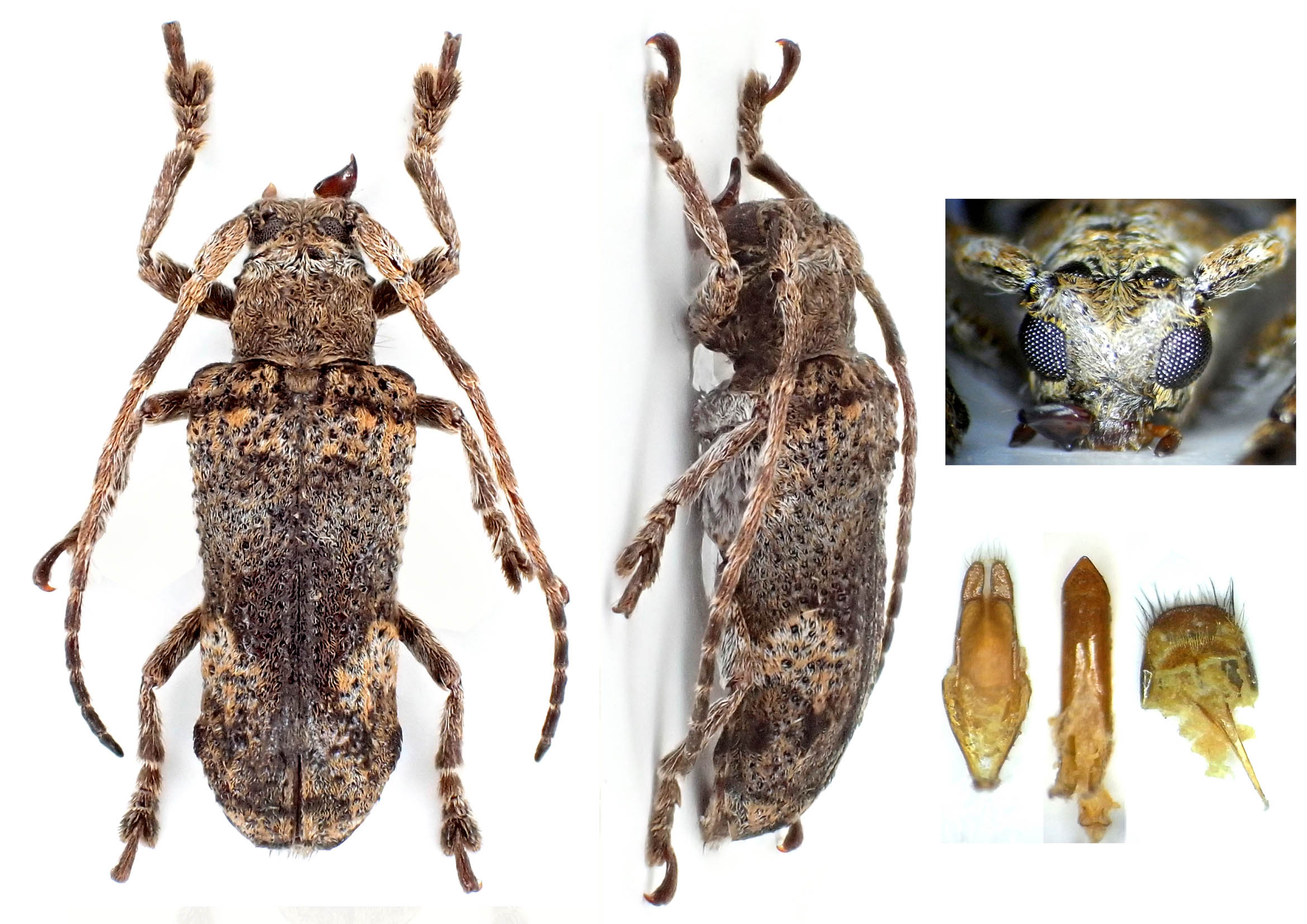 Cerambycoidea Forum - Laos: Niphona chapaensis