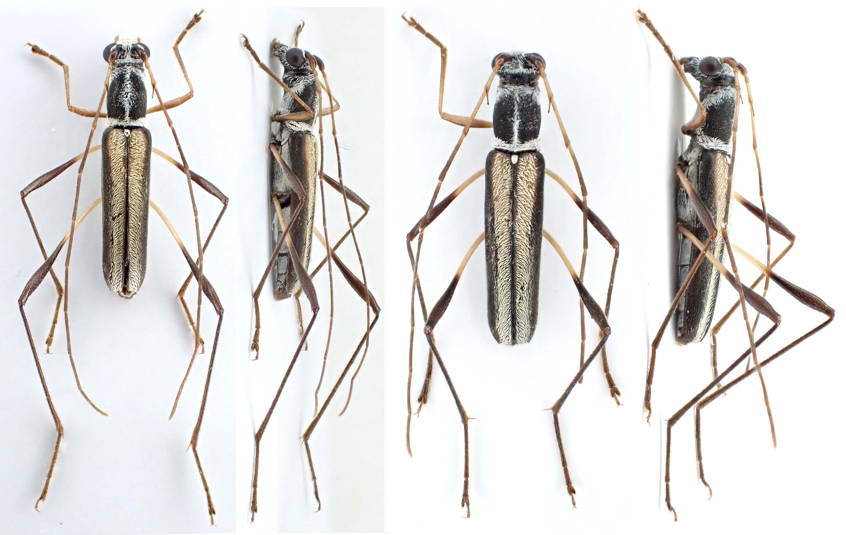 Cerambycoidea Forum - Viietnam: Psilomerus divisus