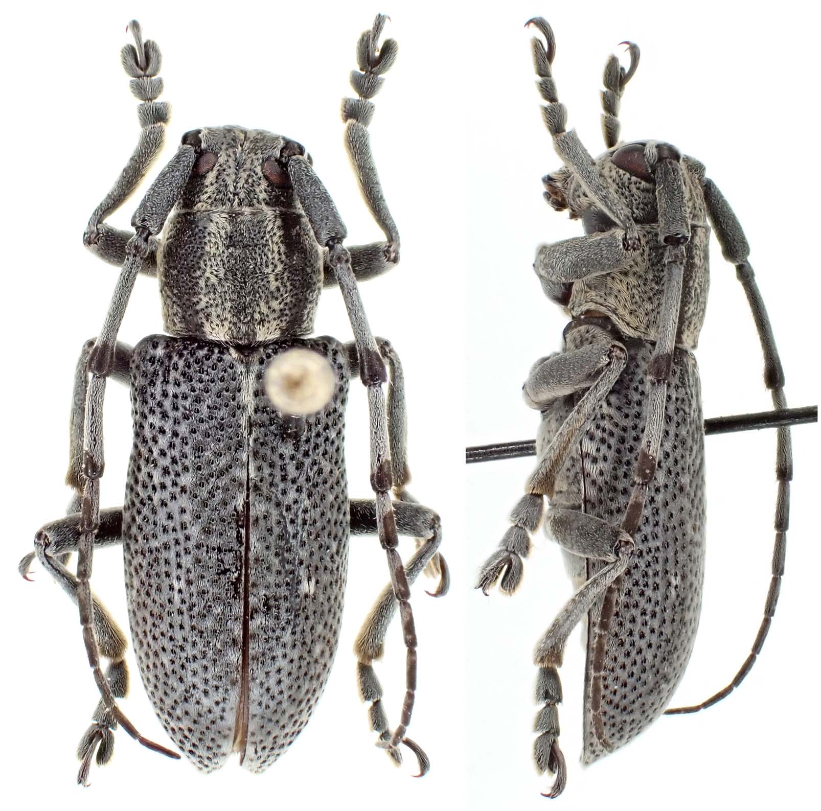 Cerambycoidea Forum - nord Laos: Pterolophia (Lycrosis) humerosa