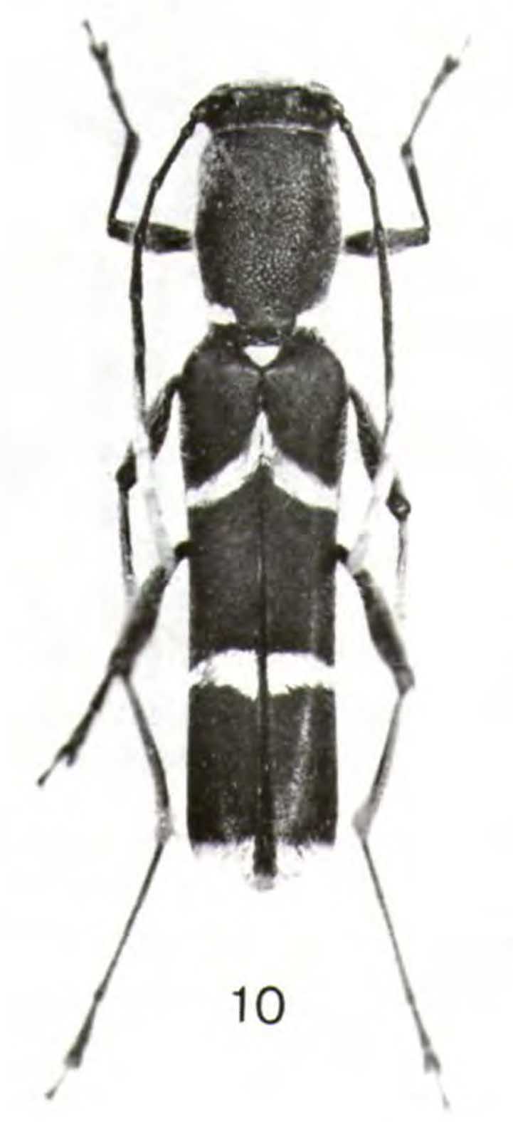 Cerambycoidea Forum - Vietnam: Perissus tristiculus