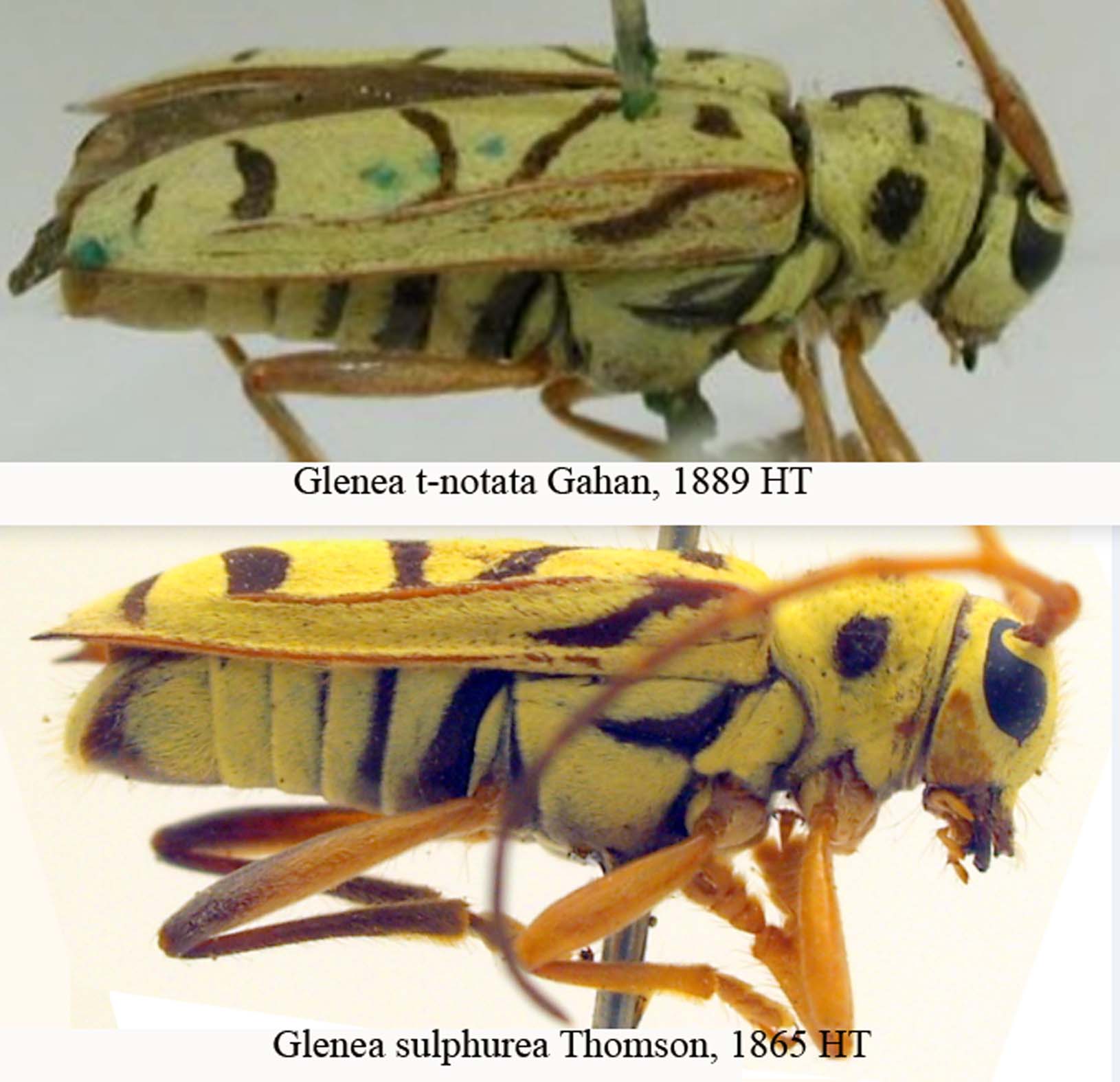 Cerambycoidea Forum - Laos: Glenea sp.