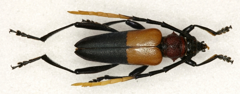 Pachyteria - Alchetron, The Free Social Encyclopedia