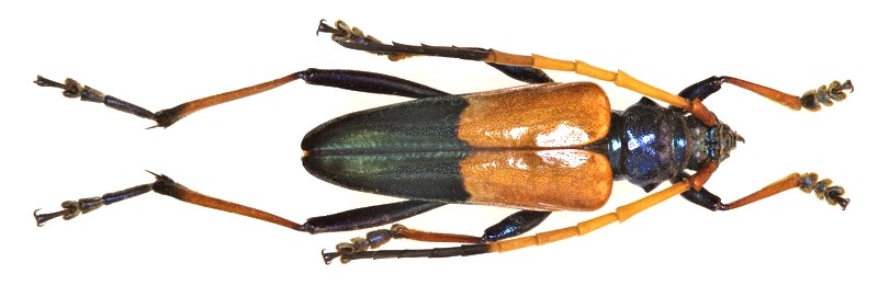 Cerambycoidea Forum - Key to Pachyteria Audinet-Serville, 1833