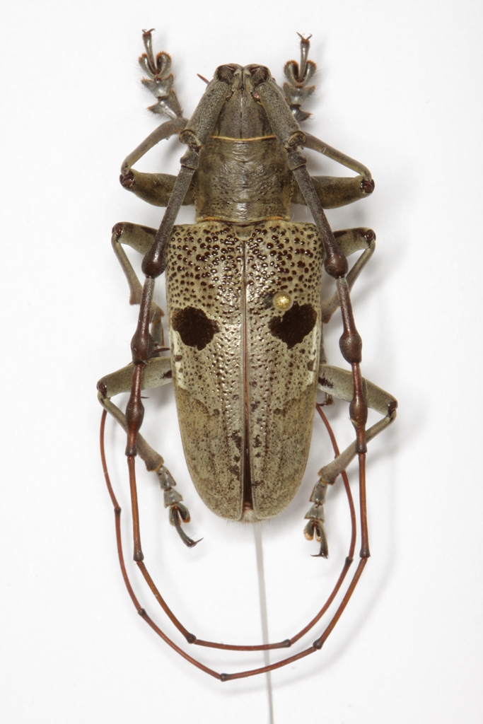 Cerambycoidea Forum - West Kalimantan: Triammatus