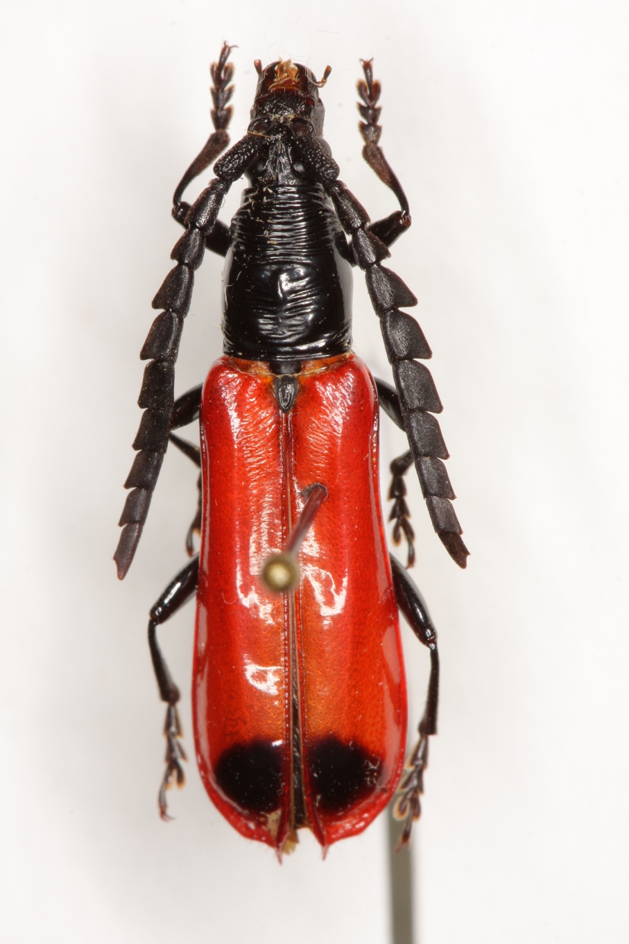 Cerambycoidea Forum - Malaysia: Pyrestes politus?
