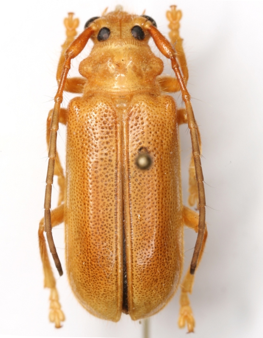 Cerambycoidea Forum - Sabah: Bacchisa borneotica