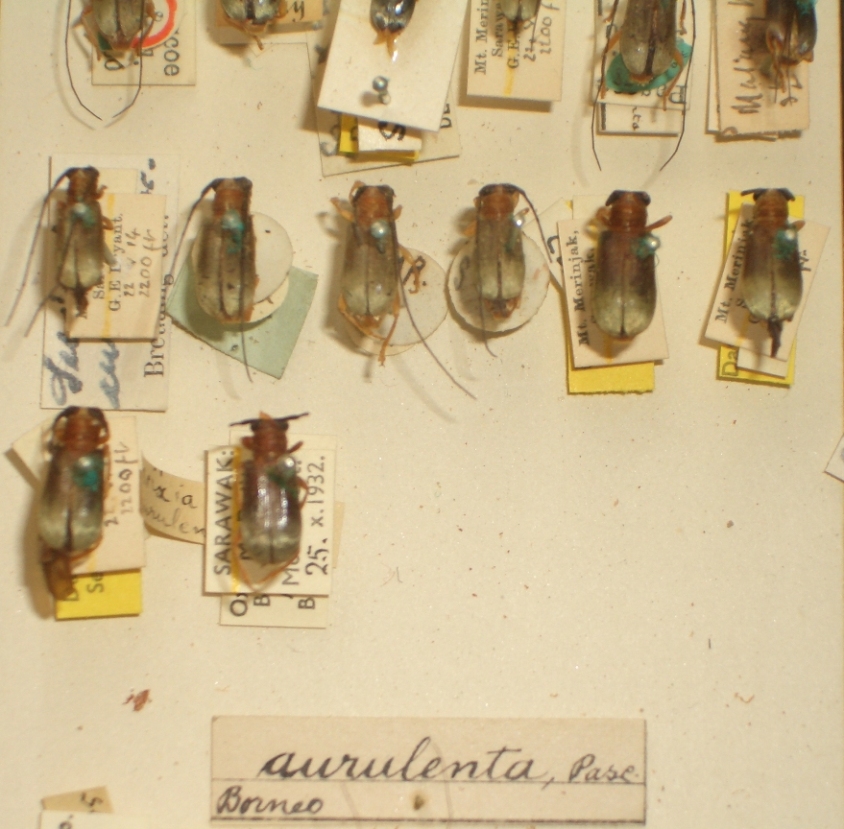 Cerambycoidea Forum - Borneo: Serixia cf. apicalis