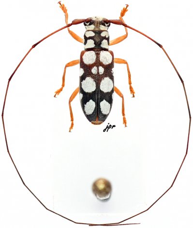 Cerambycoidea Forum - Vietnam: Nanocamptus doungtieni Vives, 2022