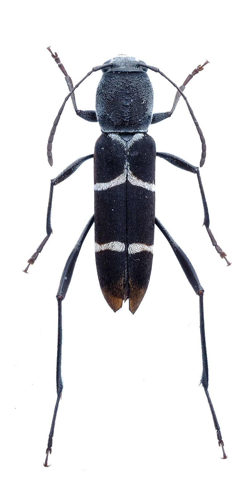 Cerambycoidea Forum - China, Guizhou: Perissus elongatus Pic, 1937?