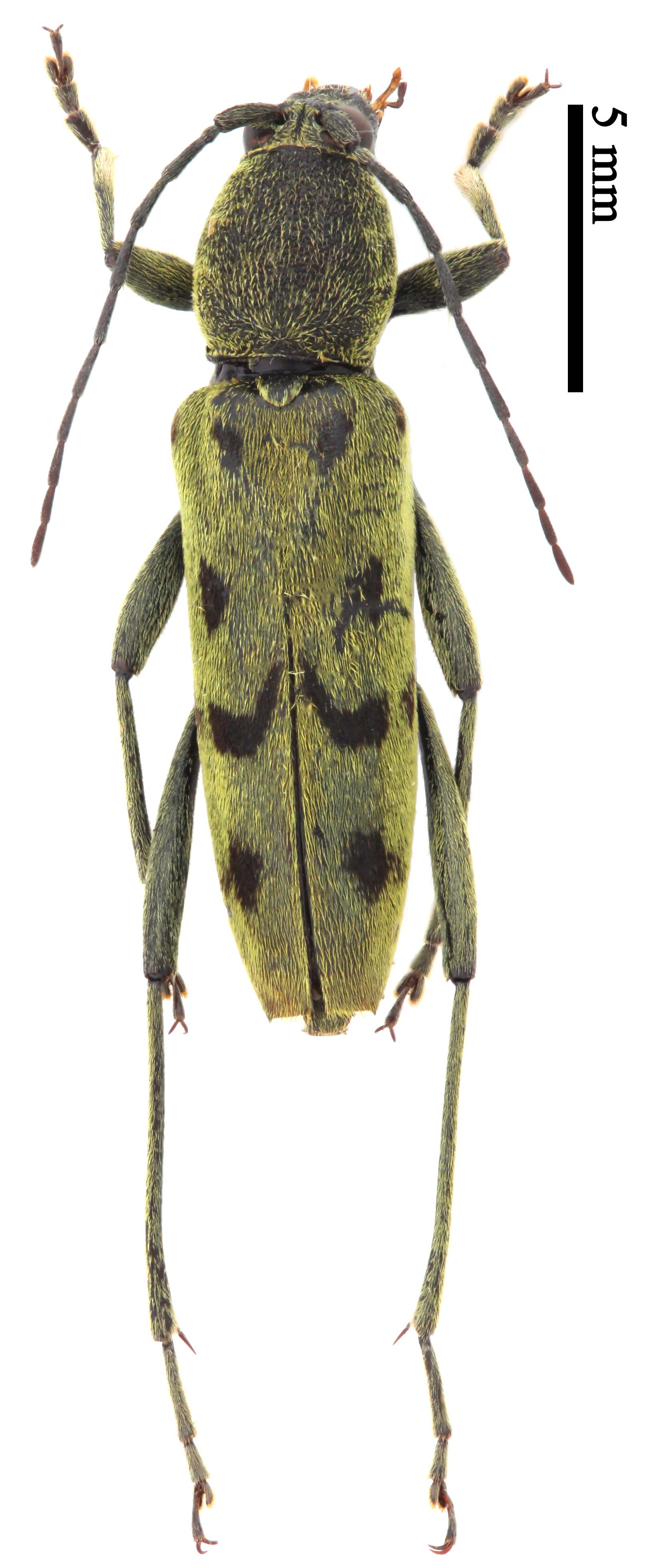 Cerambycoidea Forum - Chlorophorus from China