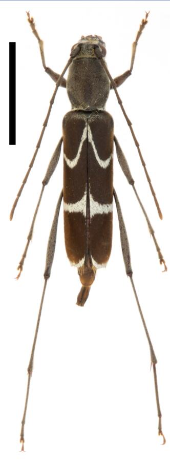 Cerambycoidea Forum - China: Rhaphuma sp2