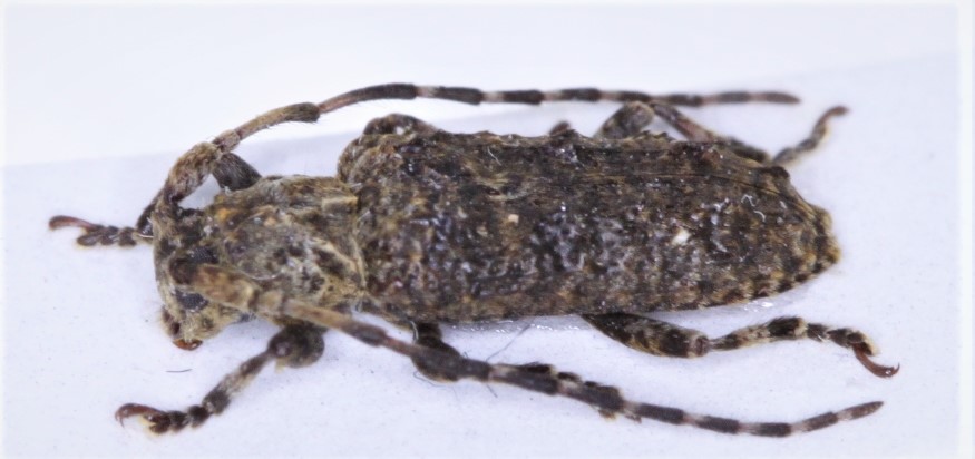 Cerambycoidea Forum - China: Callomecyna?