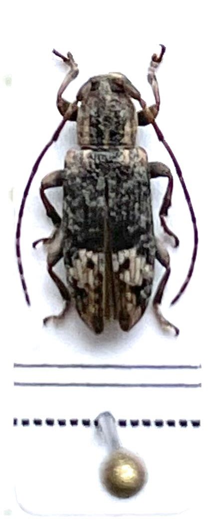 Cerambycoidea Forum - China: Sybra sp