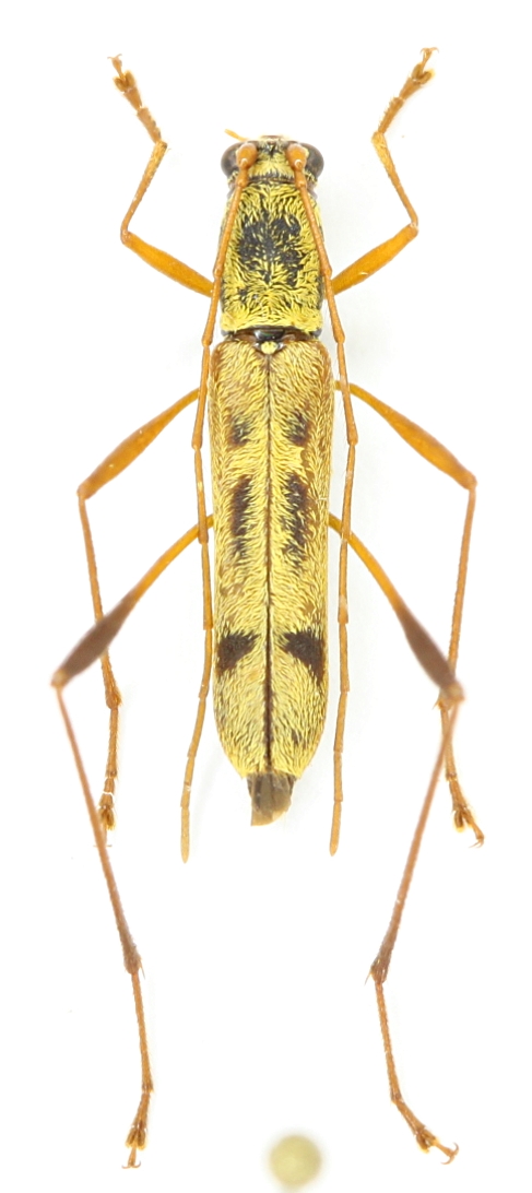 Cerambycoidea Forum - China: Rhaphuma fucosa Holzschuh, 2007
