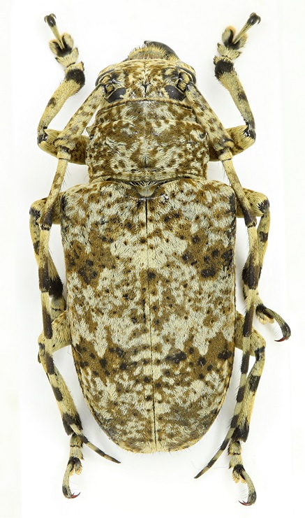 Cerambycoidea Forum - China: Coptops leucosticticus