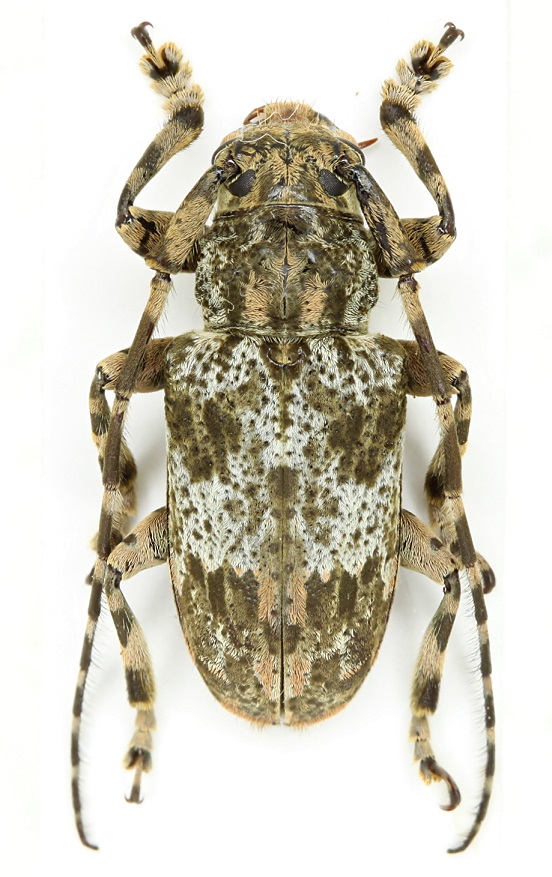 Cerambycoidea Forum - China: Coptops licheneus ou annulipes?