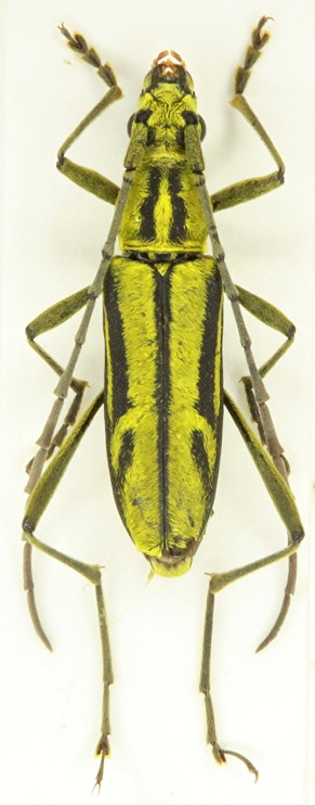 Cerambycoidea Forum - China: Prothema auratum ininterruptum